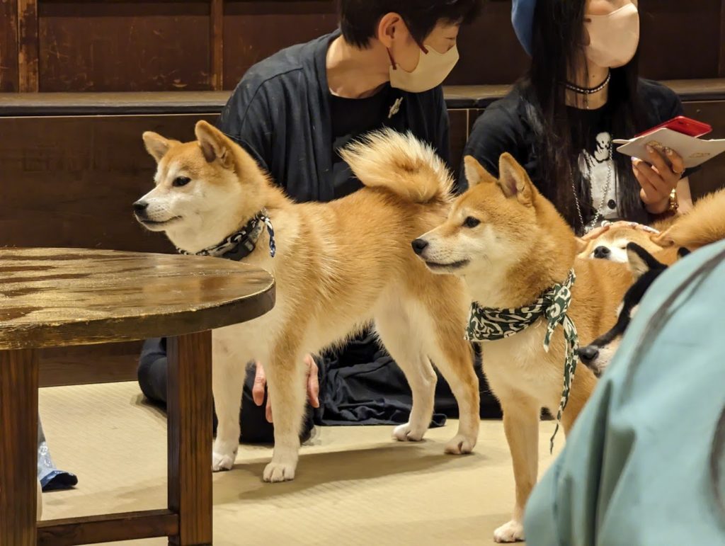 Discover Tokyo: 7 Must-Visit Animal Cafes for Pet Lovers” - Wild Tour ...
